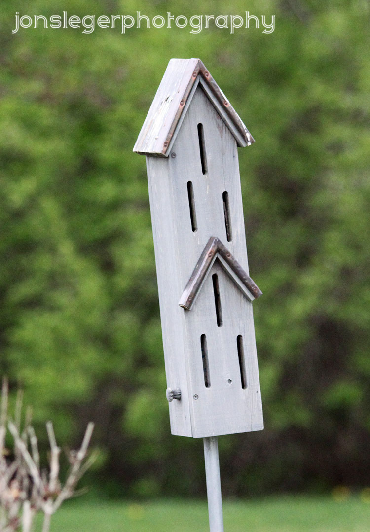 Northern Illinois Birder: Birds that Nest in Man-made Structures