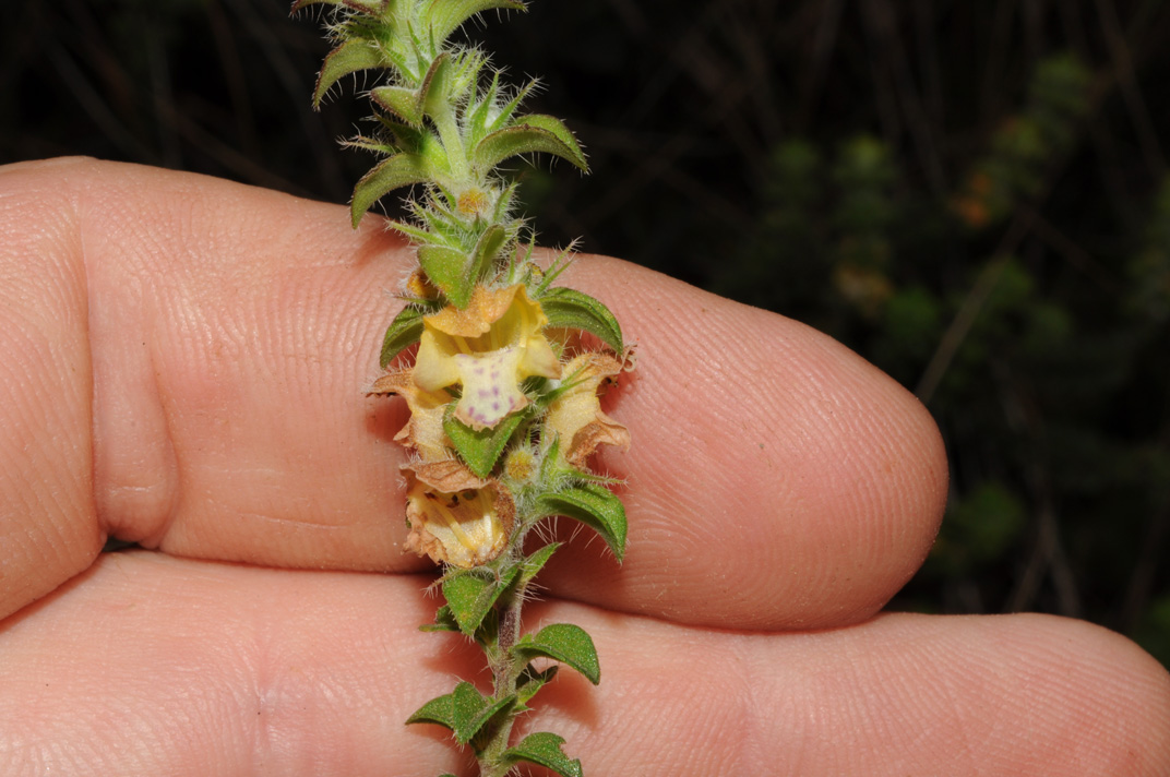 FLORA DE MISIONES Argentina: Glechon ciliata Benth.