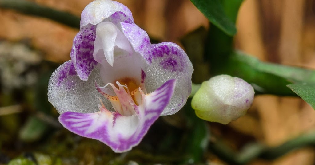 Grow and care Phalaenopsis appendiculata orchid - The Small Appendage ...
