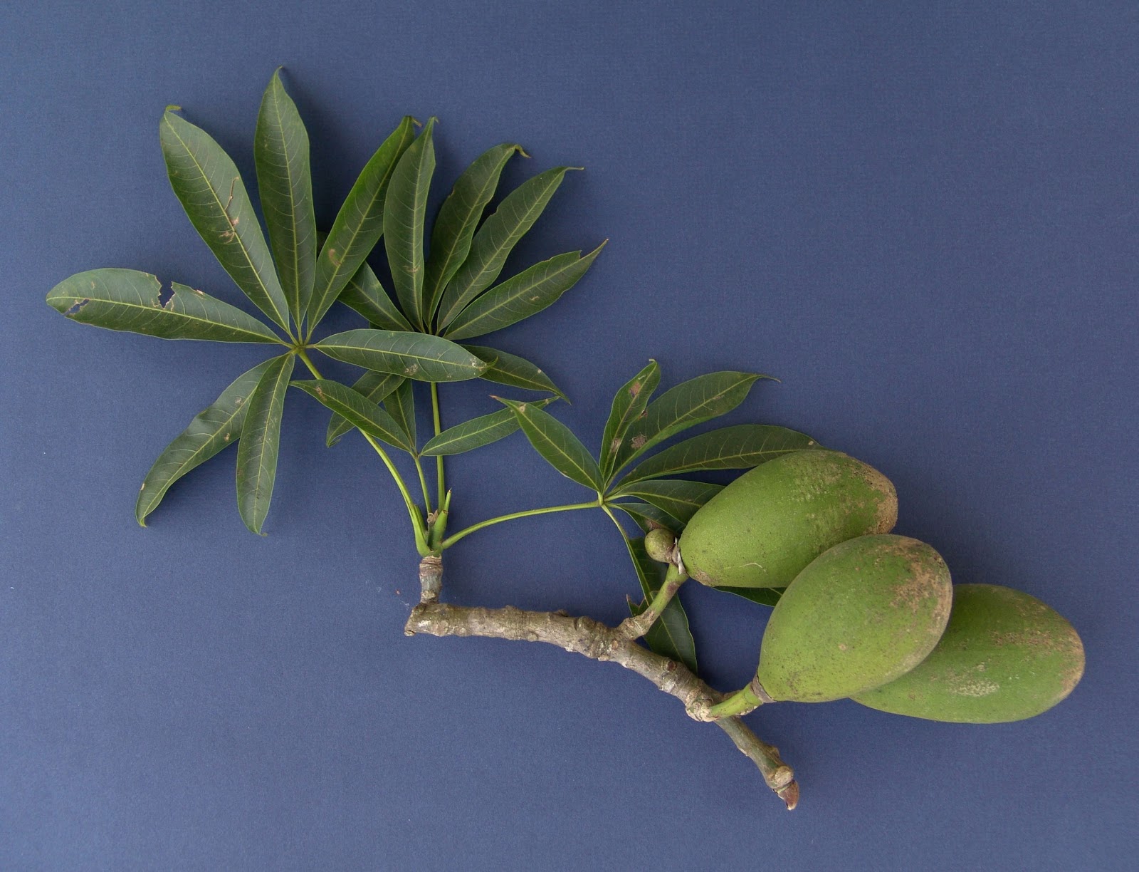 arboreo.net: Sumaúma - Ceiba pentandra