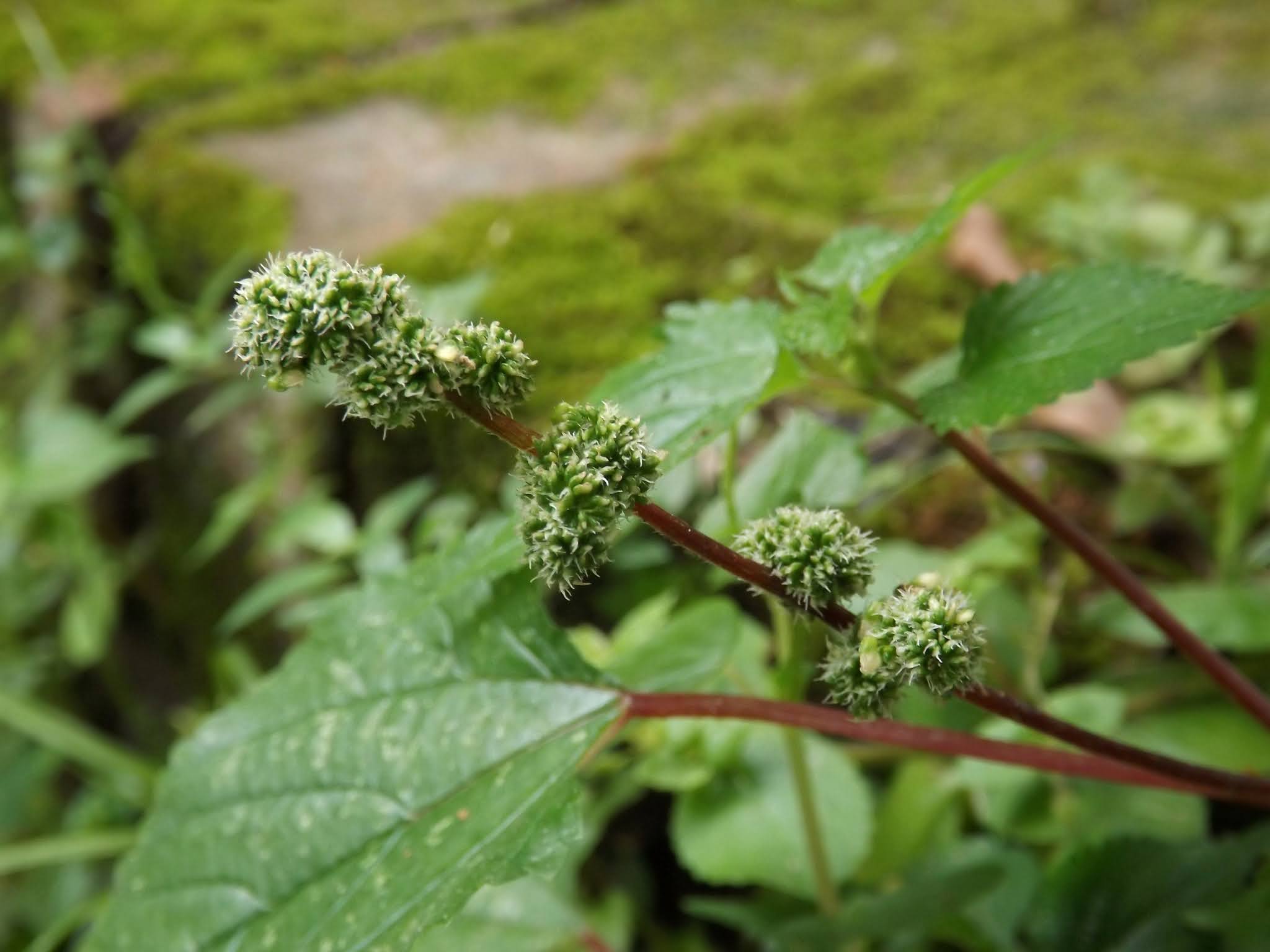 Lal bichuti or Hawaiian wood-nettle, Laportea interrupta