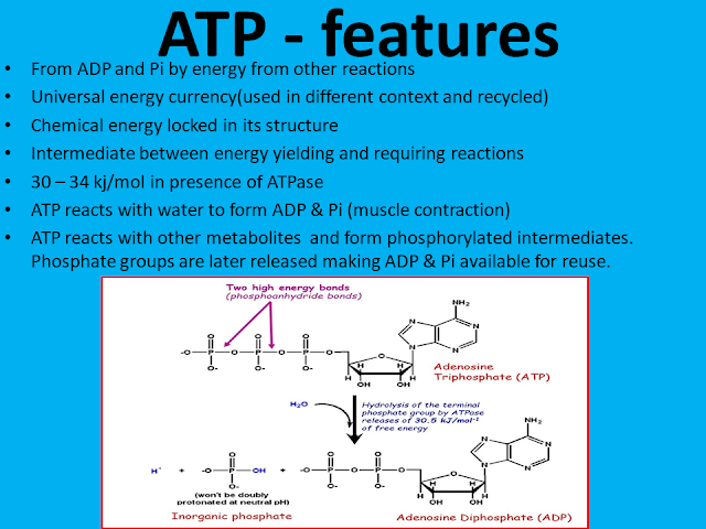 Grade 12: SEMESTER 2 - Chapter 1 - NUCLEIC ACIDS & PROTEIN SYNTHESIS