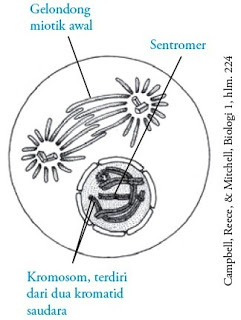 Belajar Biologi: Reproduksi Sel