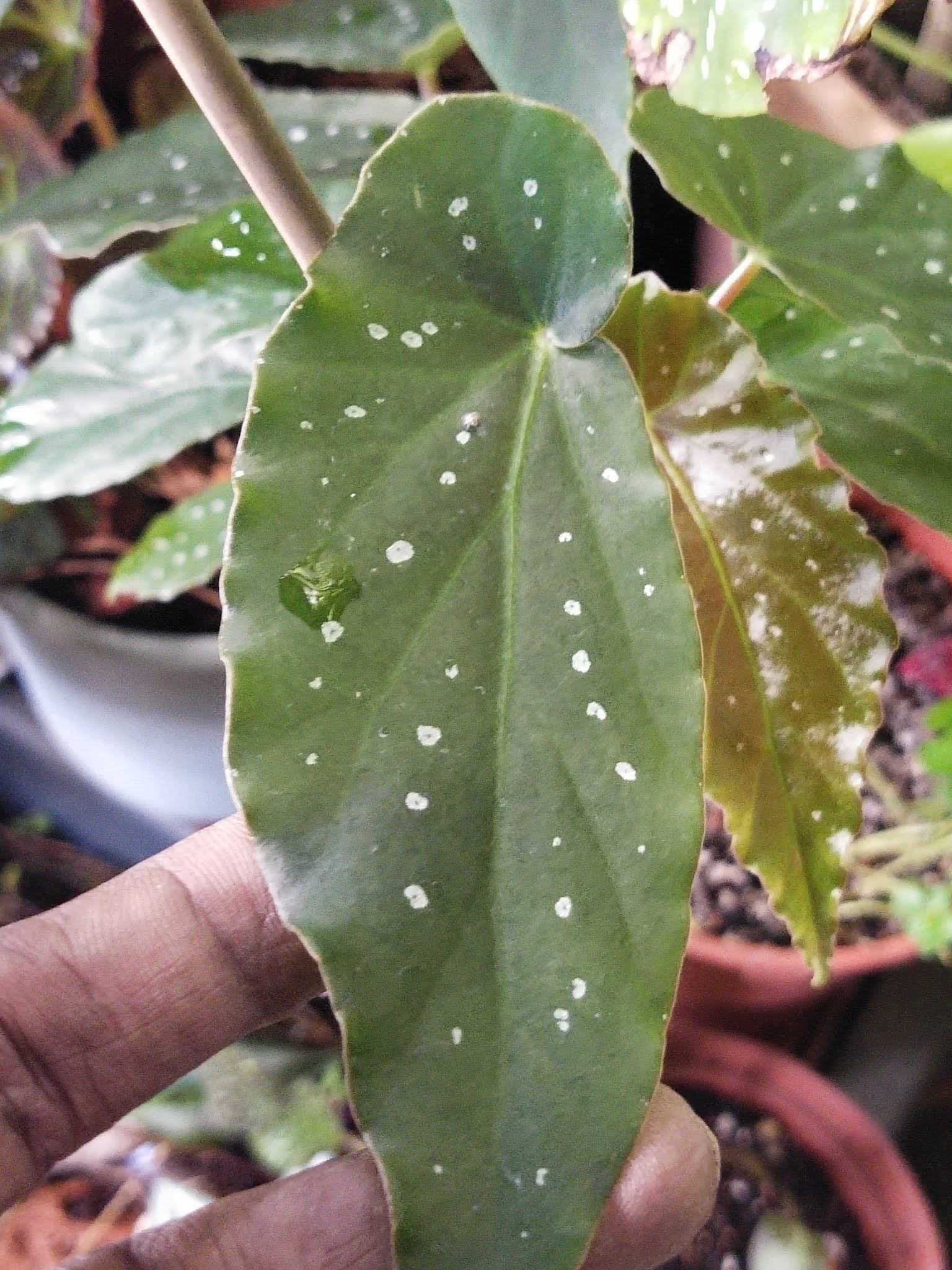 Garden Chronicles : 125 Different Types of Begonias - Names and Images ...