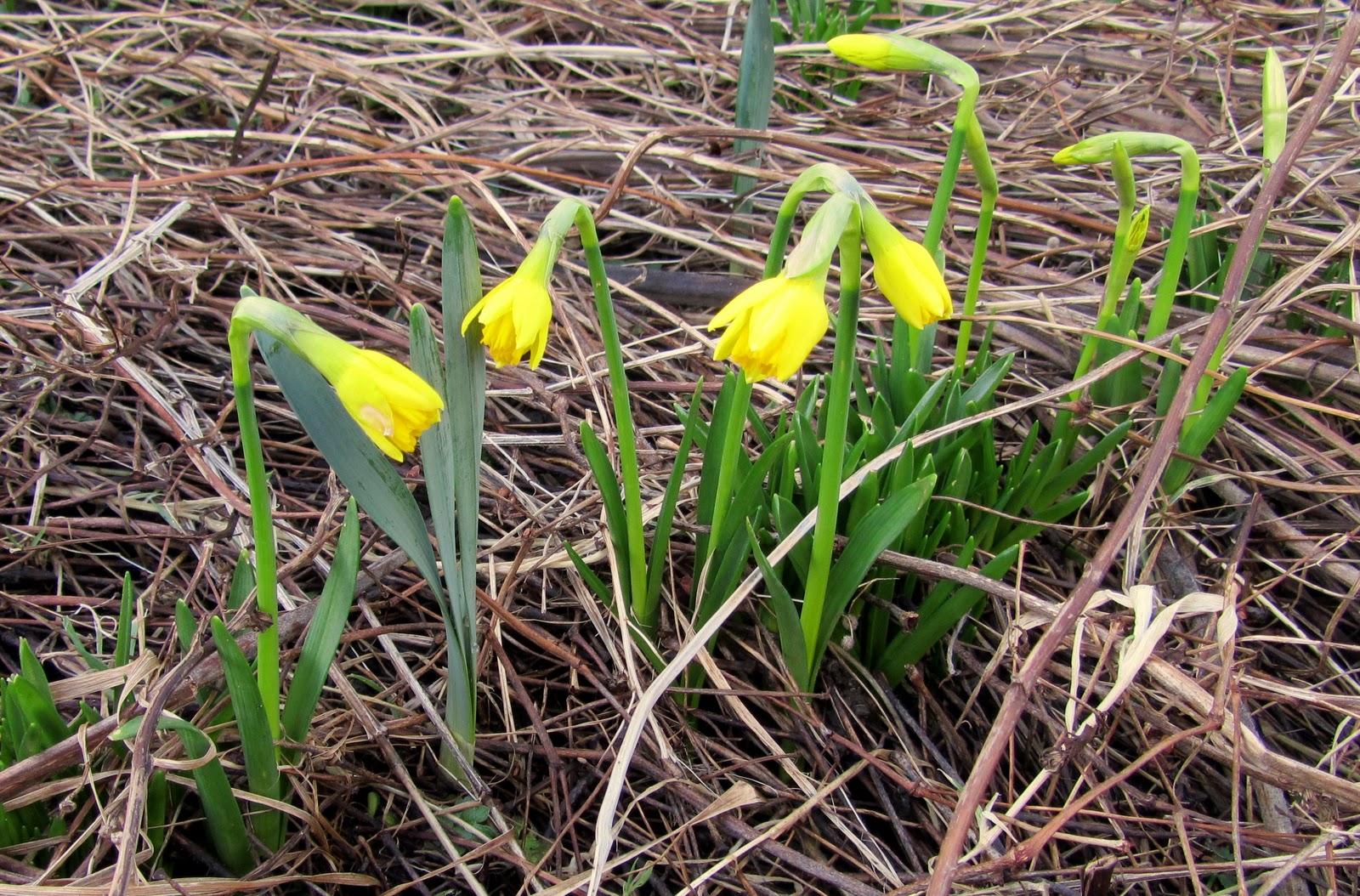Fair Isle: Spring has Sprung? First Flowers of the Year!