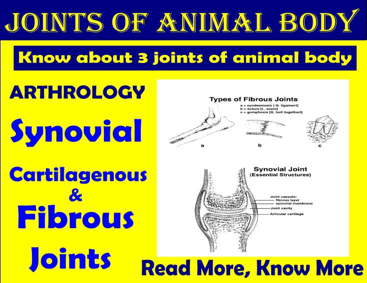 3 different joints of animal body - Ganeral Plan - Arthrology