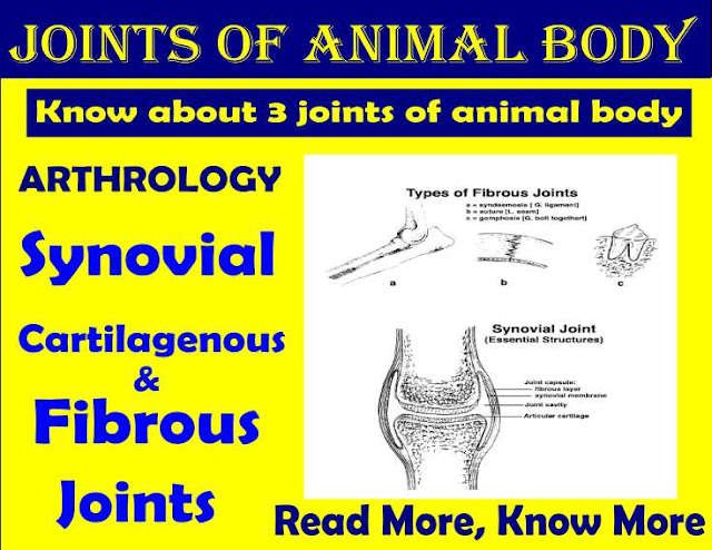 3 different joints of animal body - Ganeral Plan - Arthrology