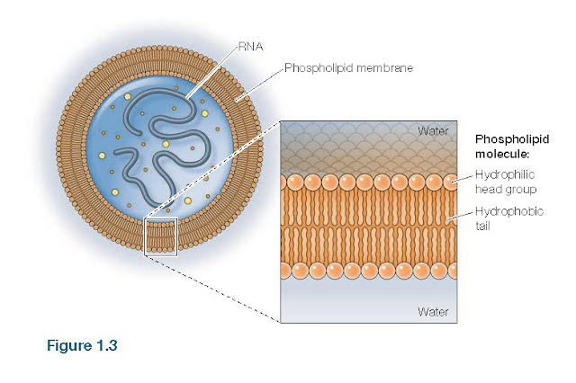 HOW DID THE FIRST CELL ARISE? - pediagenosis