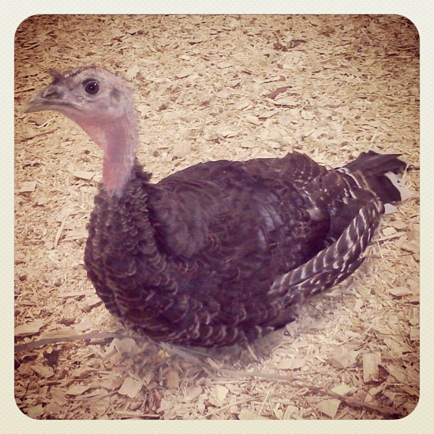 Sunflower Seeds Turkeys Eat at Francis Snyder blog