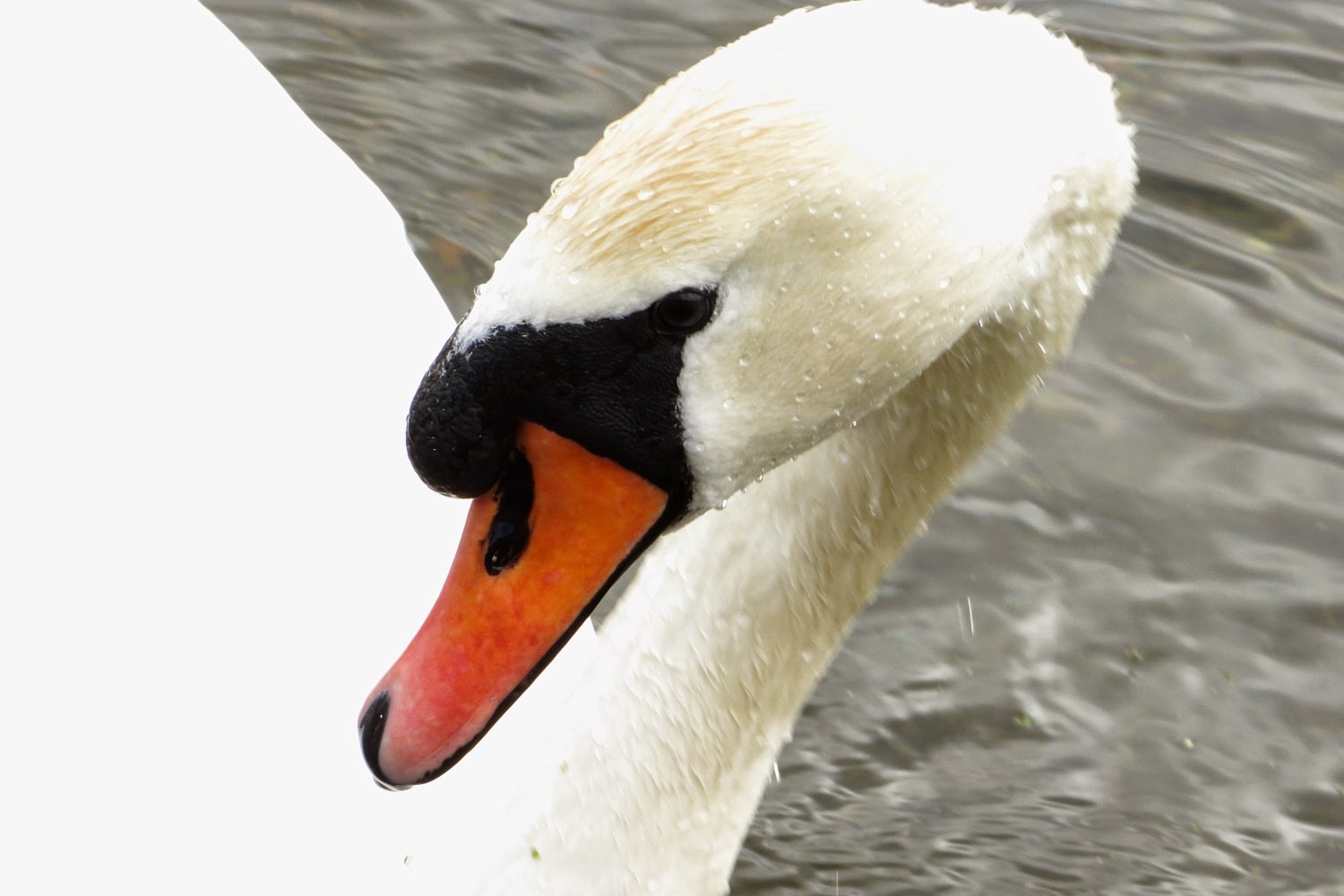 Norman & Norma - A Swan Love Story