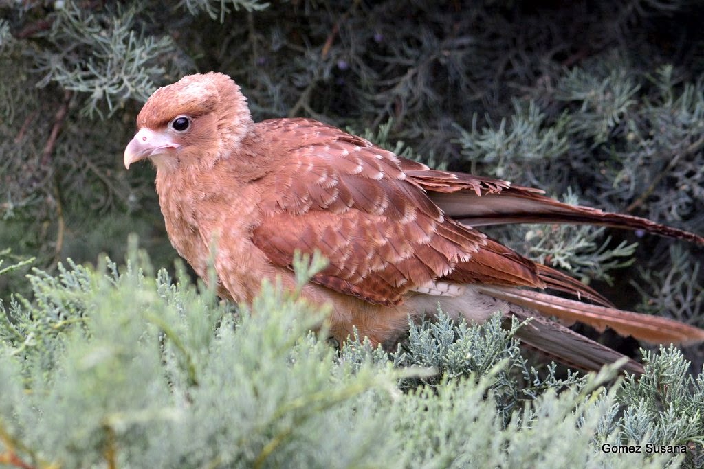 Aves de Lobería.: CHIMANGO Milvago chimango