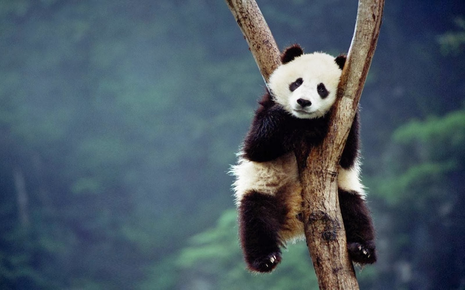 călătorii-curiozități: Ursul Panda o scumpete