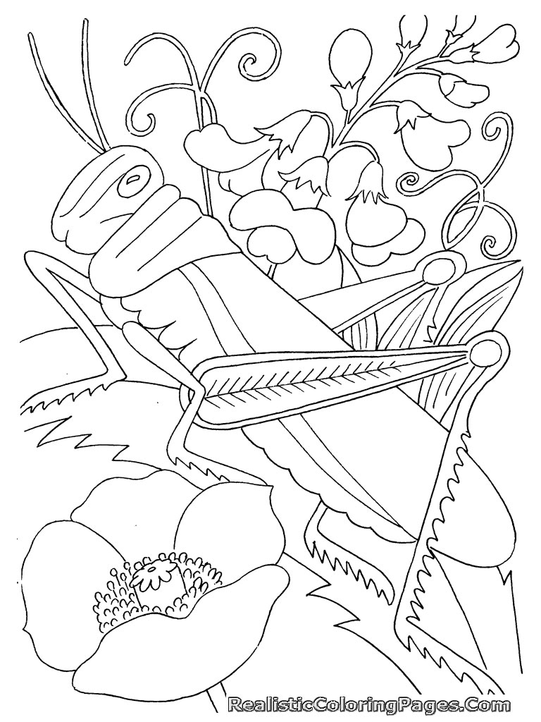 Insect Body Parts Coloring Page Coloring Pages