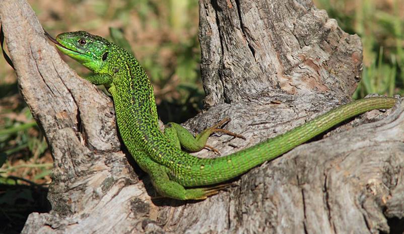 Progetto Giardino: Fauna del territorio