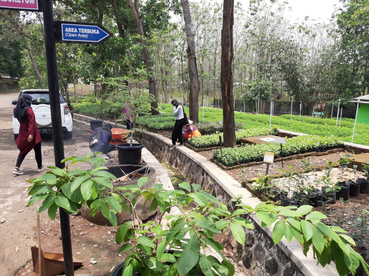 Penyuluh Kehutanan: persemaian permanen