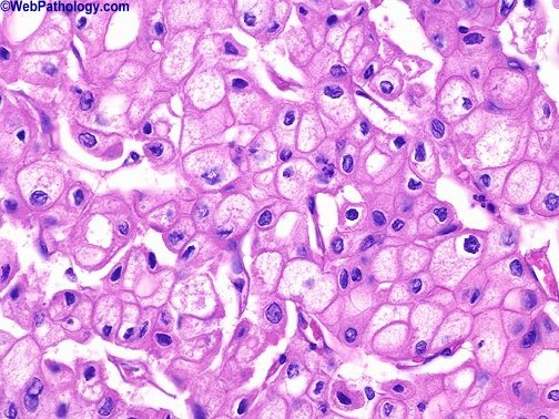 EC Honors Biology: October 2012