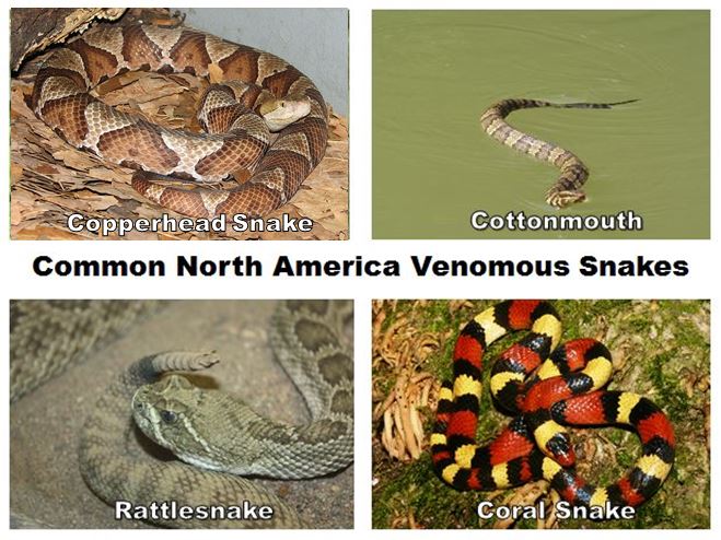 group_3_presentation_3_-_snake_venom - Wiki