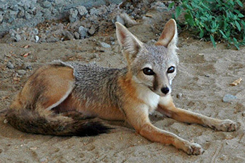 Friends of the Island Fox: Gemini Foxes: The Kit Fox and Swift Fox