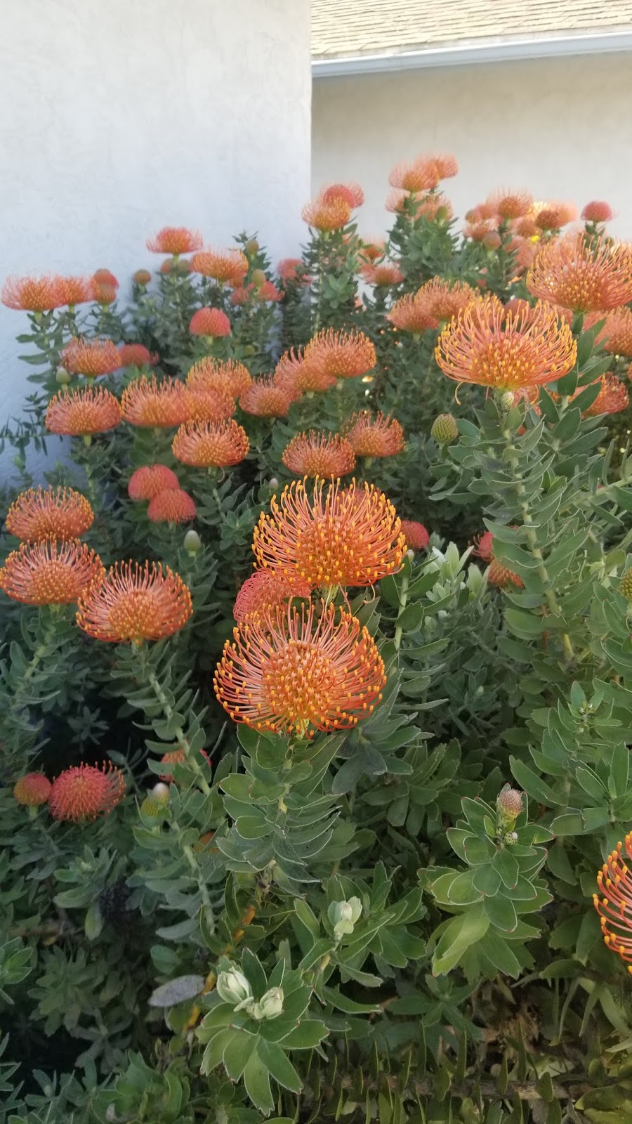 The 2 Minute Gardener: Photo - Pincushion Flower 'Tango' (Leucospermum ...