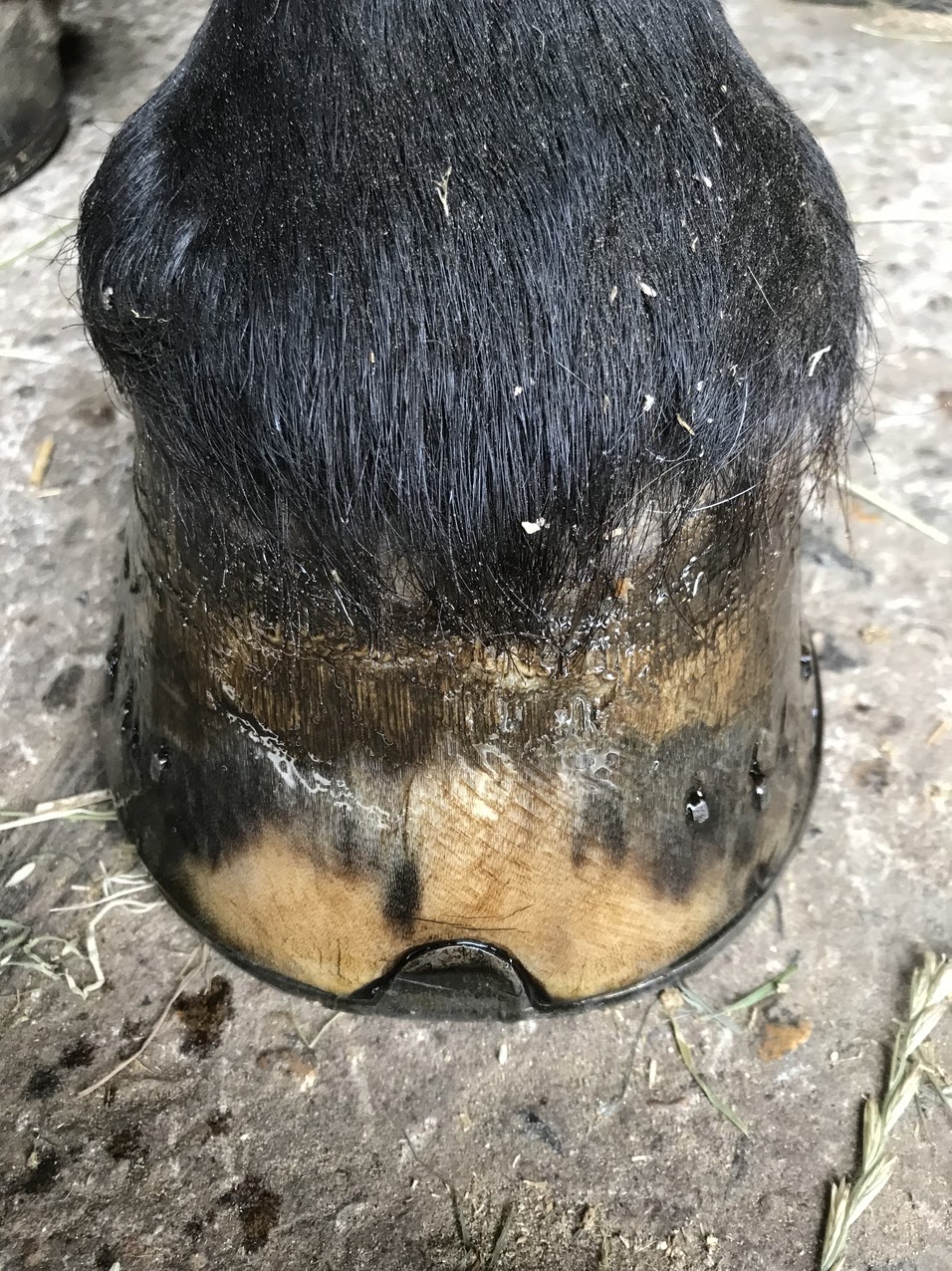 Equine Science Update: Fresh insight into hoof growth