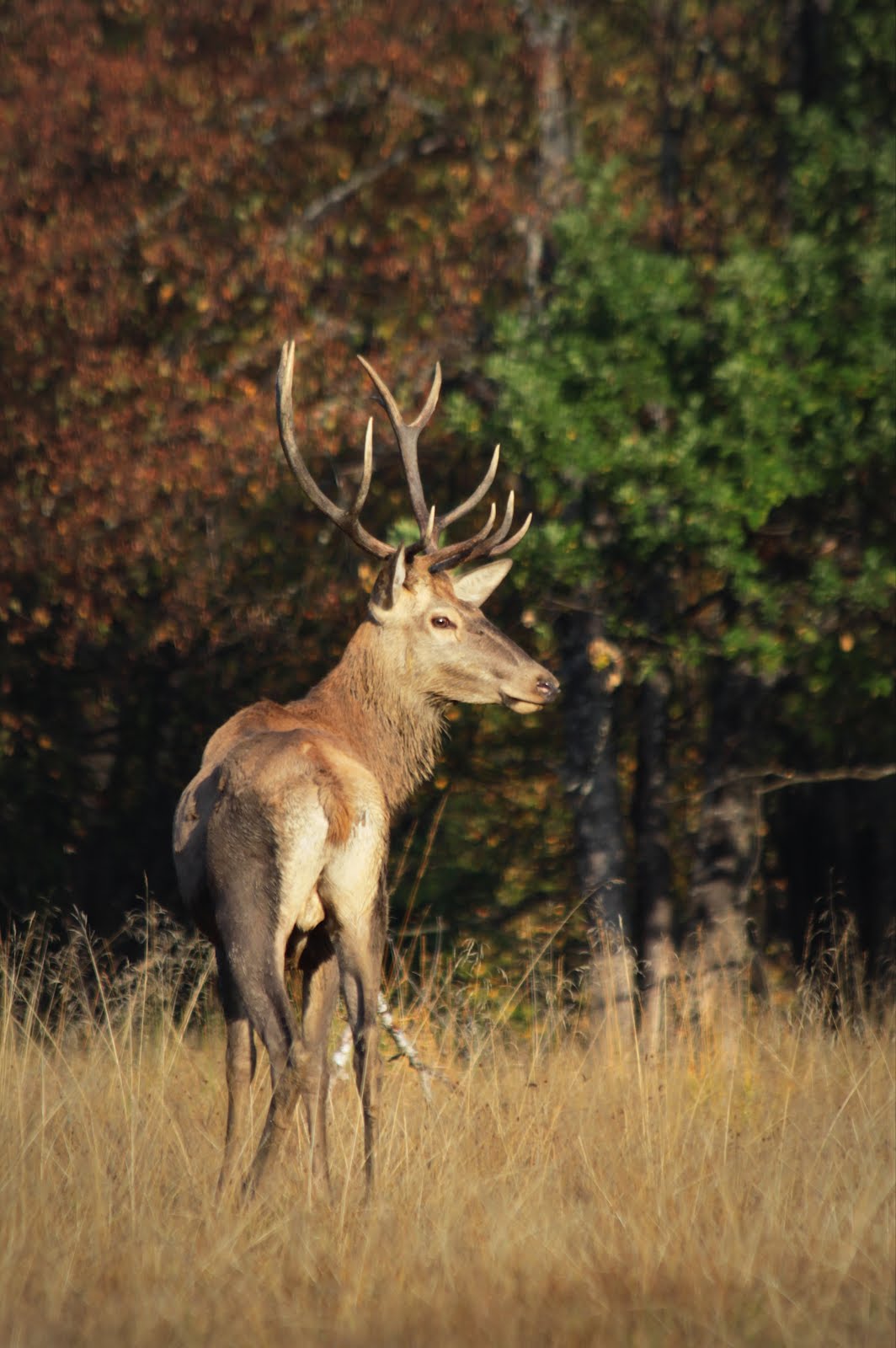 béel photo: Szarvasbőgés