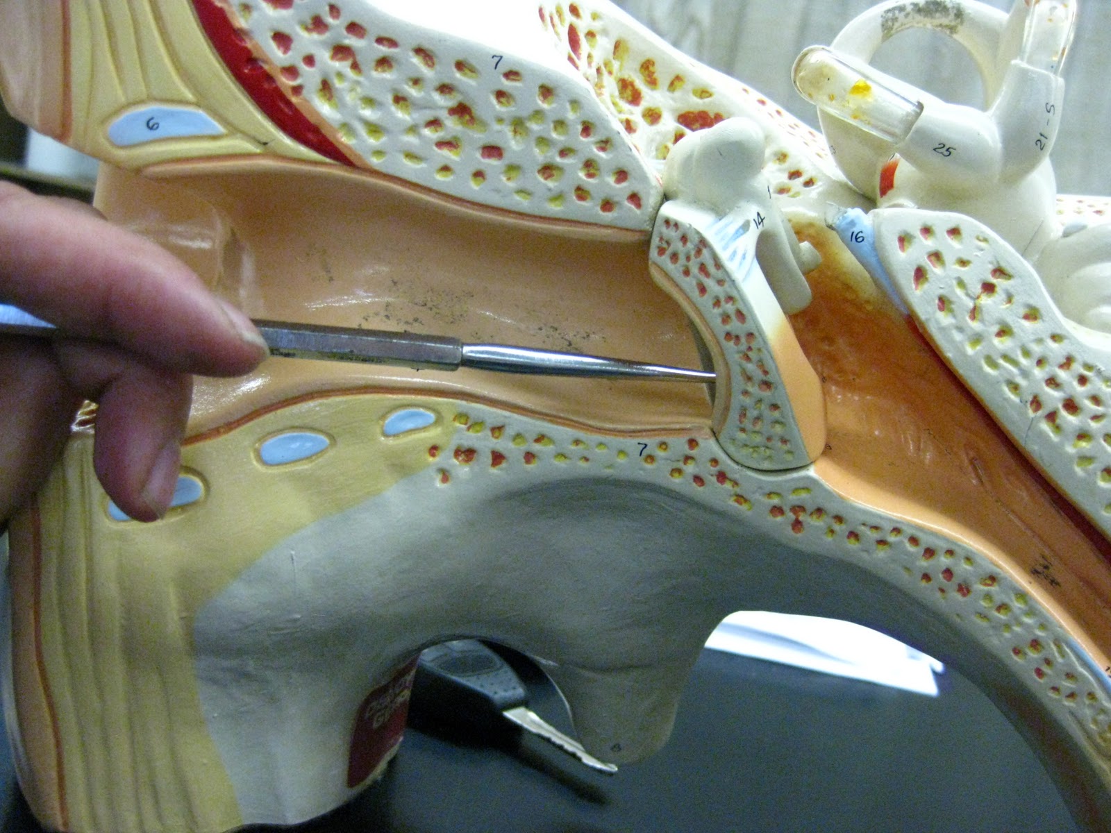 Cow Eye and Ear Model: Human Ear Model