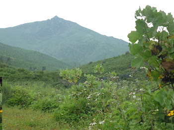 CHENCHE EL GUARDIAN QUINOCAINO: CONSTRUCCION DEL LOCAL MUNICIPAL EN EL ...