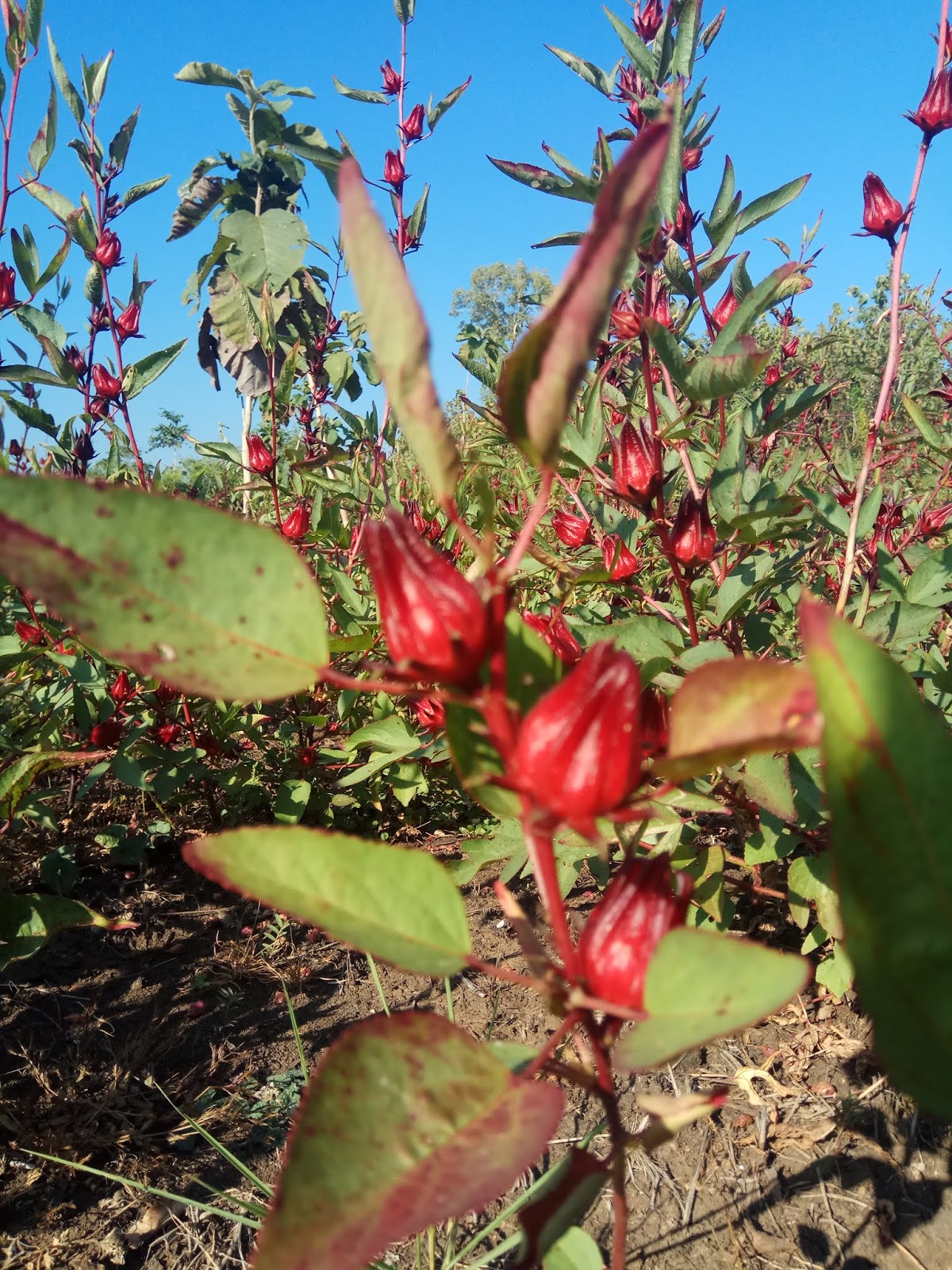 Fantastis 23+ Gambar Dan Manfaat Bunga Rosella - Gambar Bunga Indah