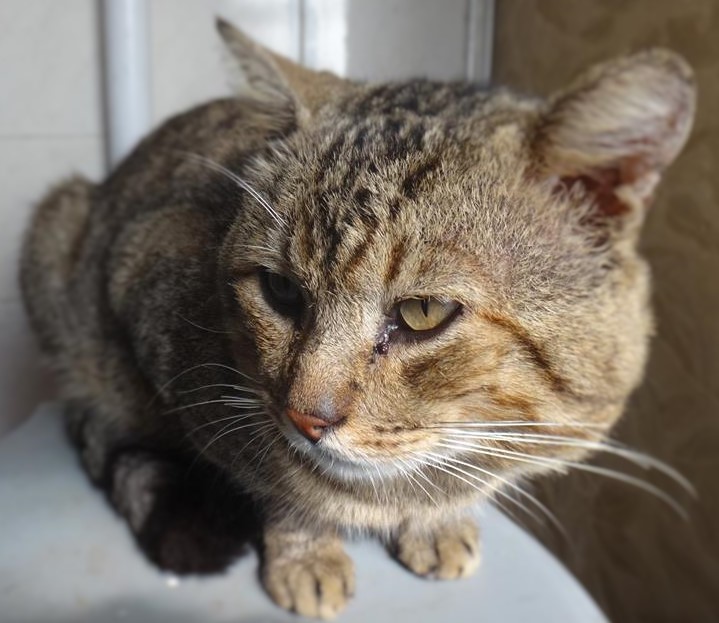 Adote, Não Compre!: ADOTADO!!! Tigrado, gato macho Caramelo, Cinza ...