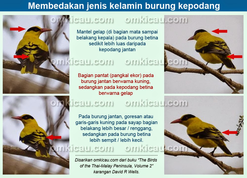 BURUNG KEPODANG ATOU BINCARUNG | SEPUTAR BURUNG