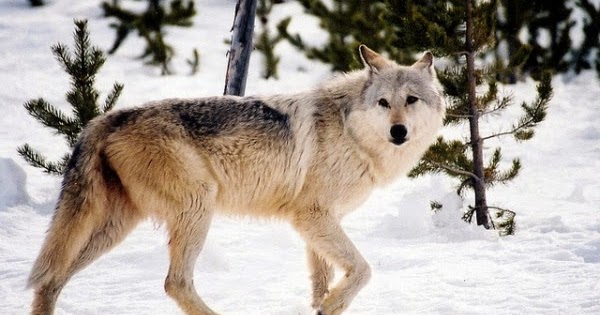 White Wolf : Only Three Wolves Remain on Michigan's Isle Royale