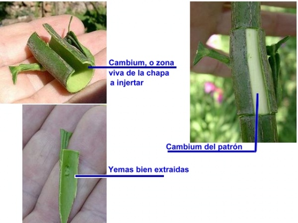 Faenas de la Huerta: Injertos