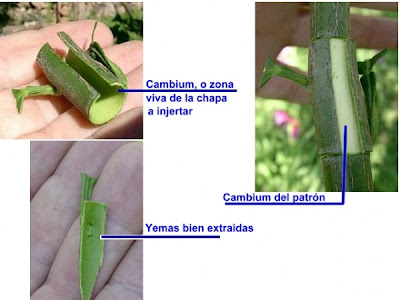 Faenas de la Huerta: Injertos