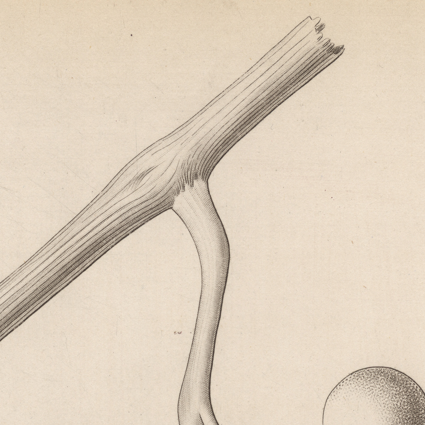 Prints and Principles: Pierre-Victor Galland’s lithograph, “Gros ...