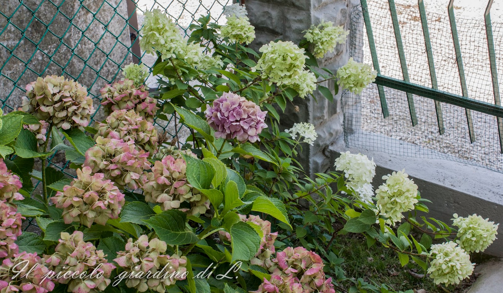 Il piccolo giardino di L.: La mia Hydrangea paniculata Limelight