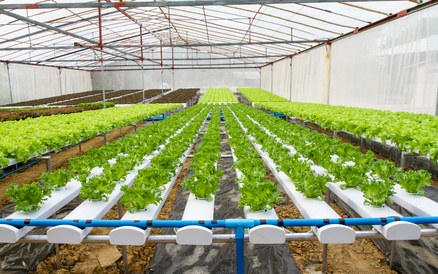 Hydroponics Farming Technology - Advantages and Benefits - Cultivation ...