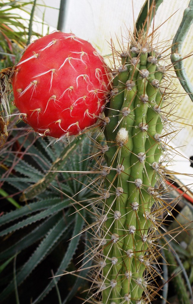 PLANT FAMILIES OF PUERTO RICO AND FLORIDA PAPO VIVES: CACTACEAE NÚM 95 ...