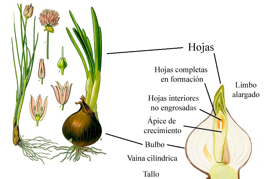 PPT O TRONCO CEREBRAL BULBO E PONTE PowerPoint Presentation, free ...