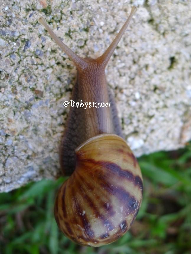 Baby Sumo Photography: Snail climbing up to watch the sunrise - Kuala ...