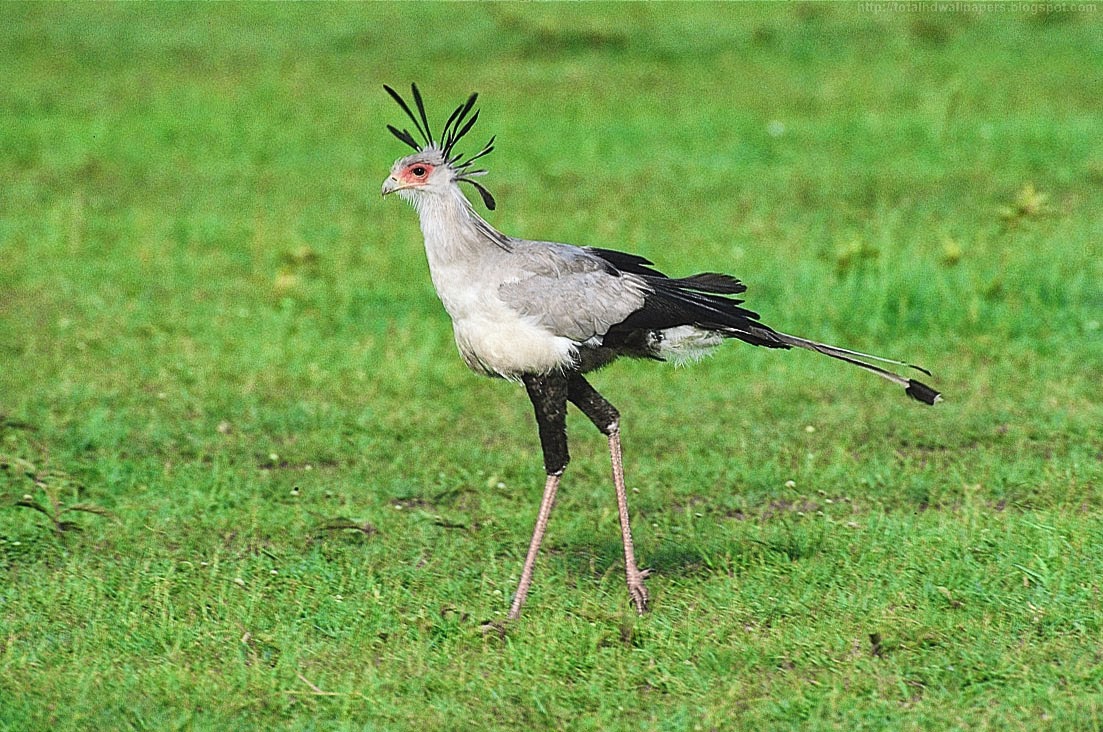 Kamal Shah: Secretary Bird HD Wallpapers