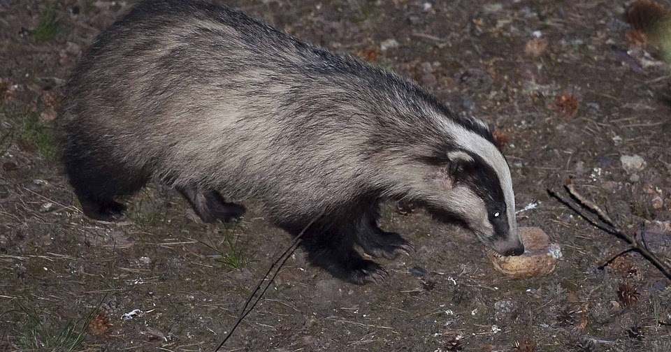 Luonto- ja ympäristöala: Mäyrä, Supikoira ja Näätä -sulassa sovussa ...