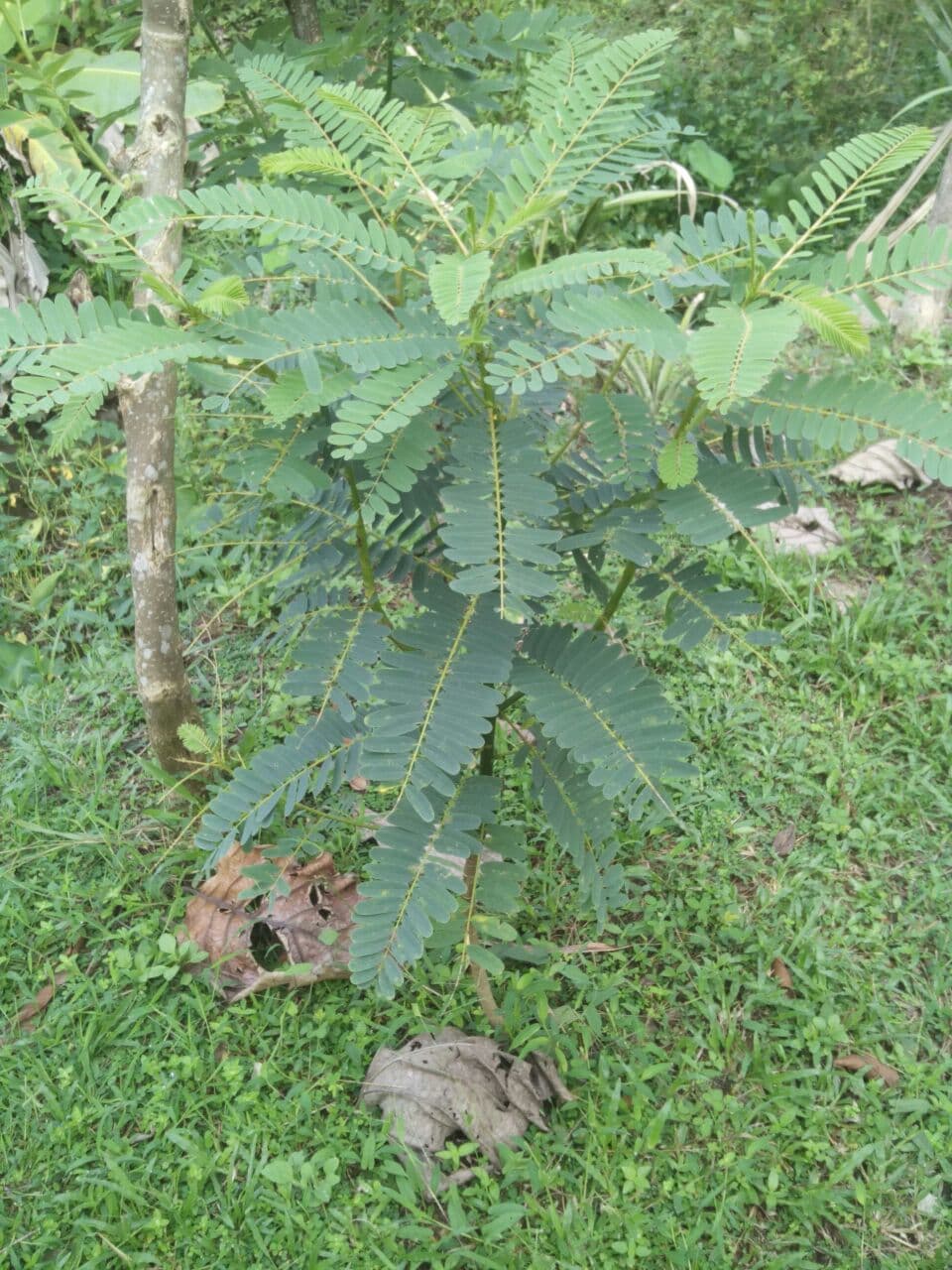 Miracles of Kathuru Murunga (Sesbania grandiflora)