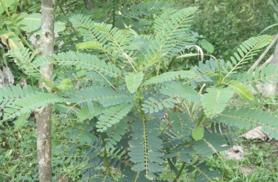 Miracles of Kathuru Murunga (Sesbania grandiflora)