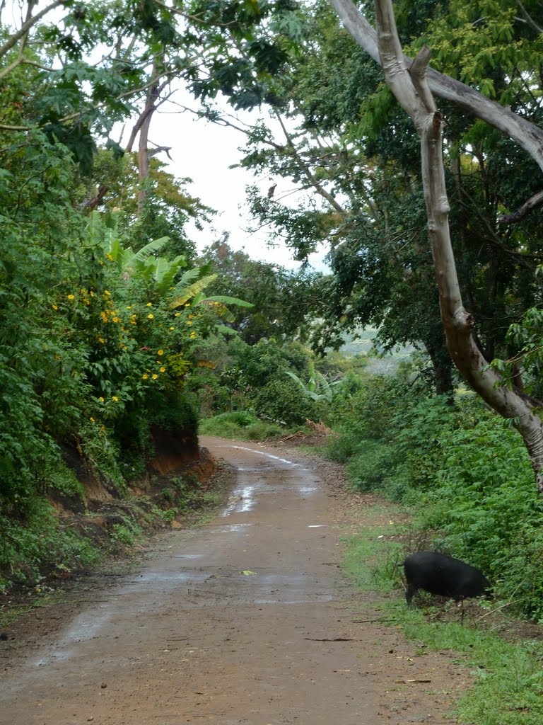 bugs and bananas: 2011 Katagu Games