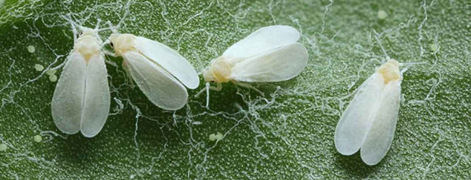 MENGENAL HAMA KUTU PUTIH