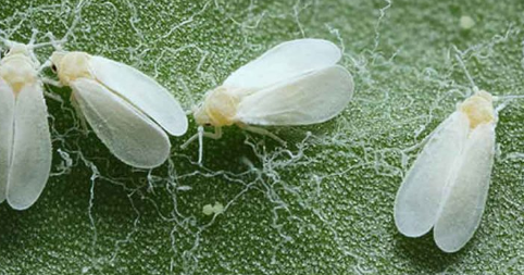 MENGENAL HAMA KUTU PUTIH