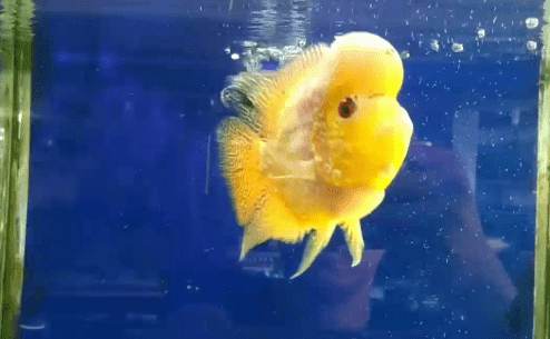 7 Jenis Ikan Louhan Beserta Harga dan Cara Merawatnya LENGKAP - Hewan ...