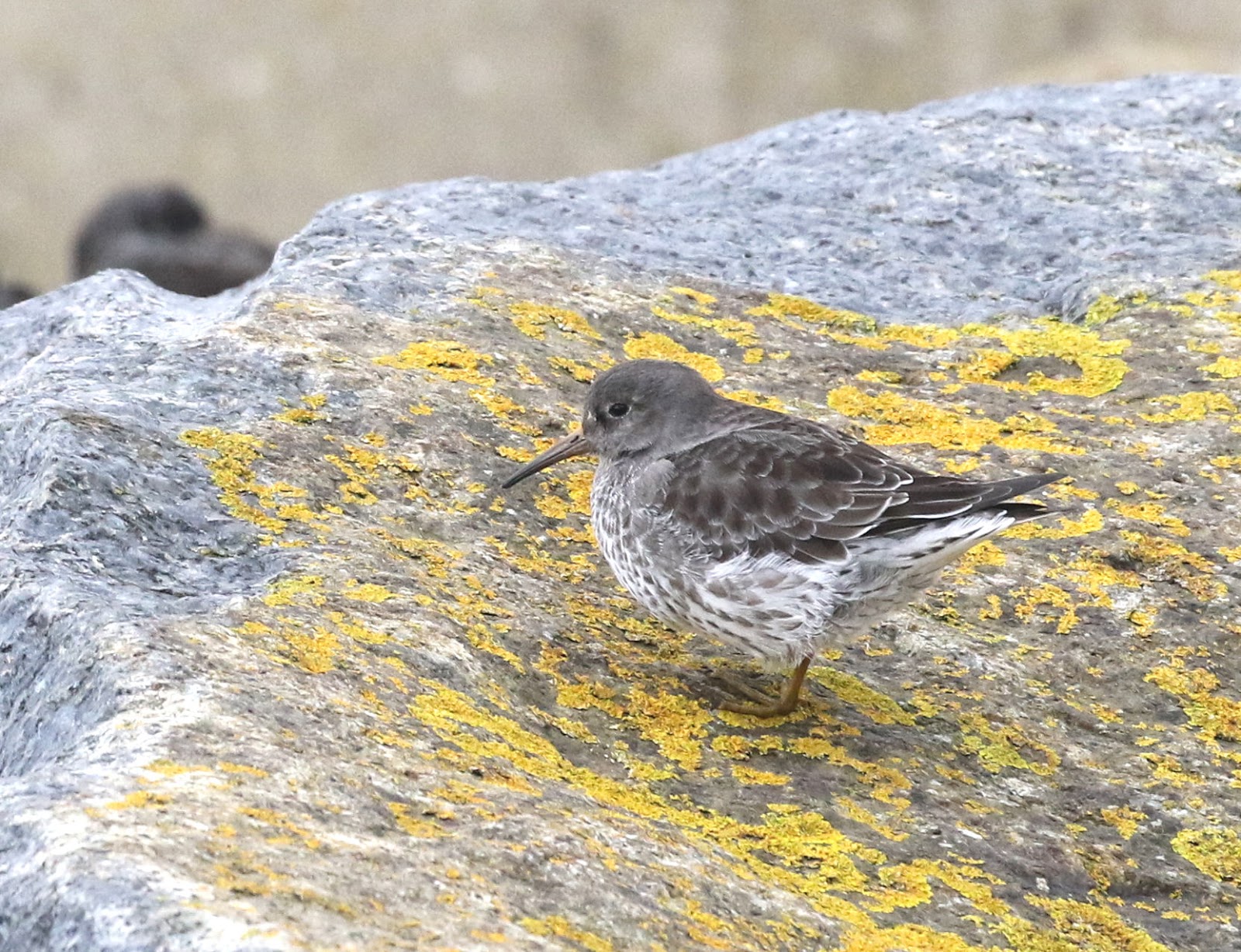 Birding with Flowers: The Victory Stance