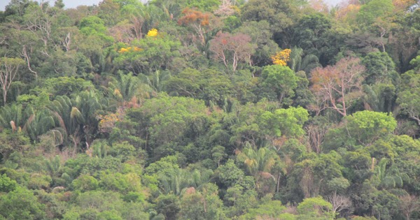 BlOG ECOSISTEMA COLOMBIANO : Bosques secos tropicales
