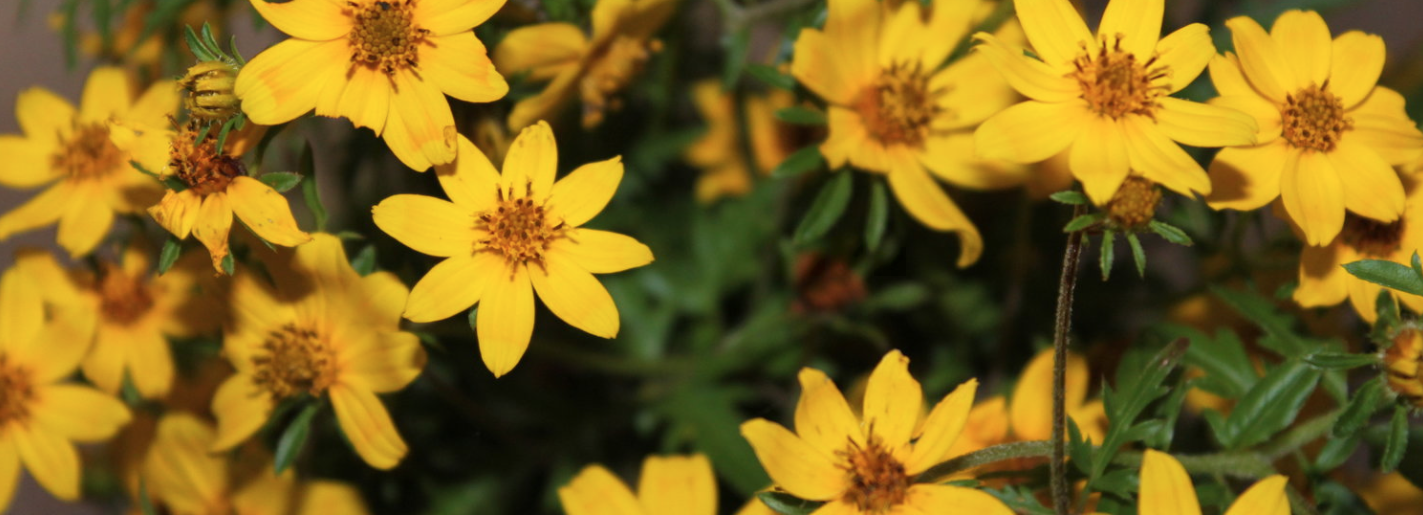 ADEY ABEBA ~ Titina Penzini | 100% Chic